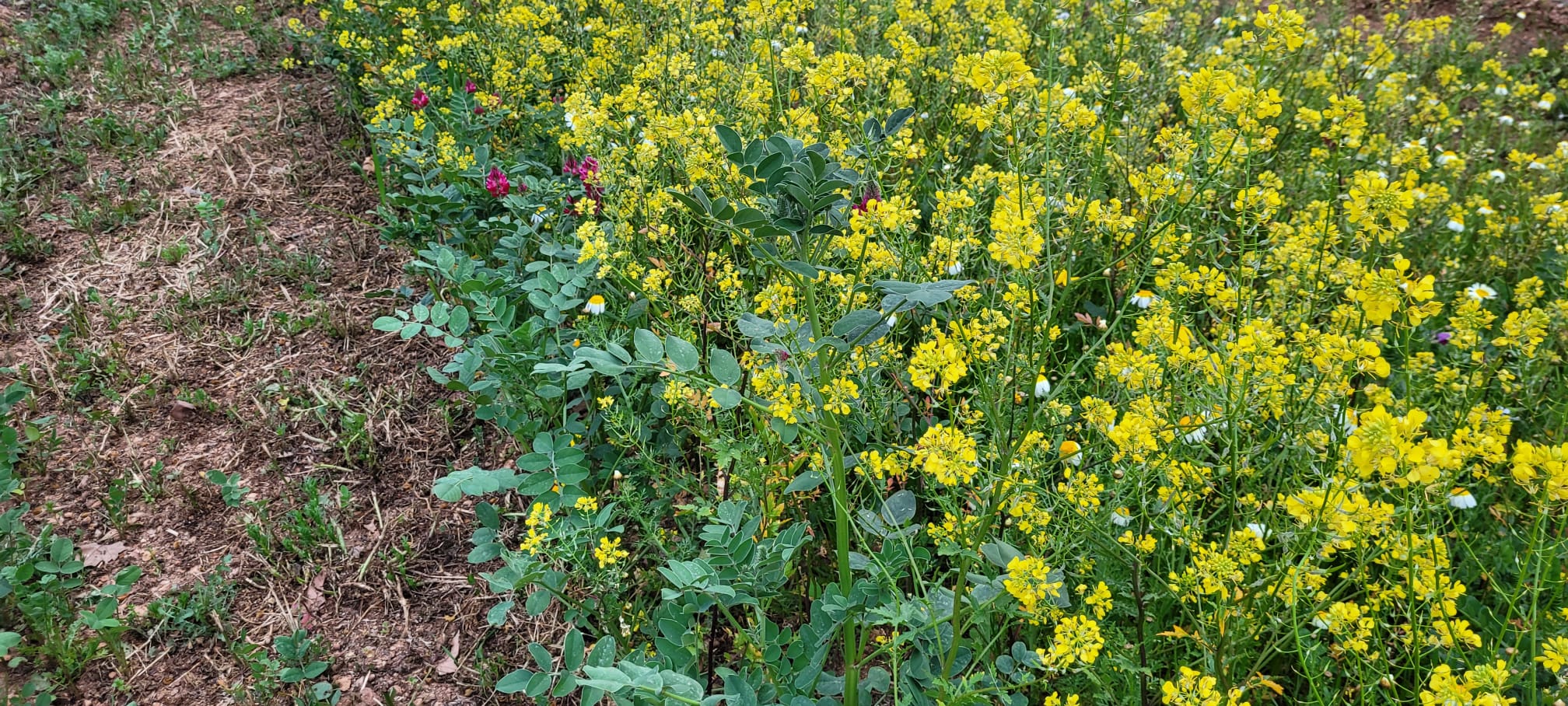 Instituto de Investigación y Formación Agroalimentaria y Pesquera de ...